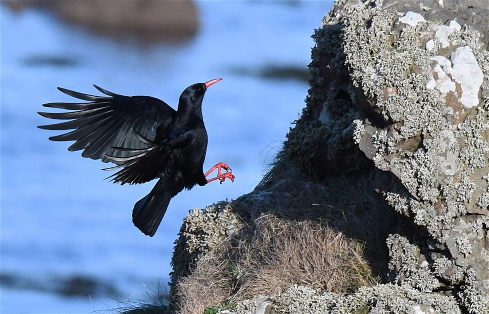 Well Chuffed | Ayrshire Birding