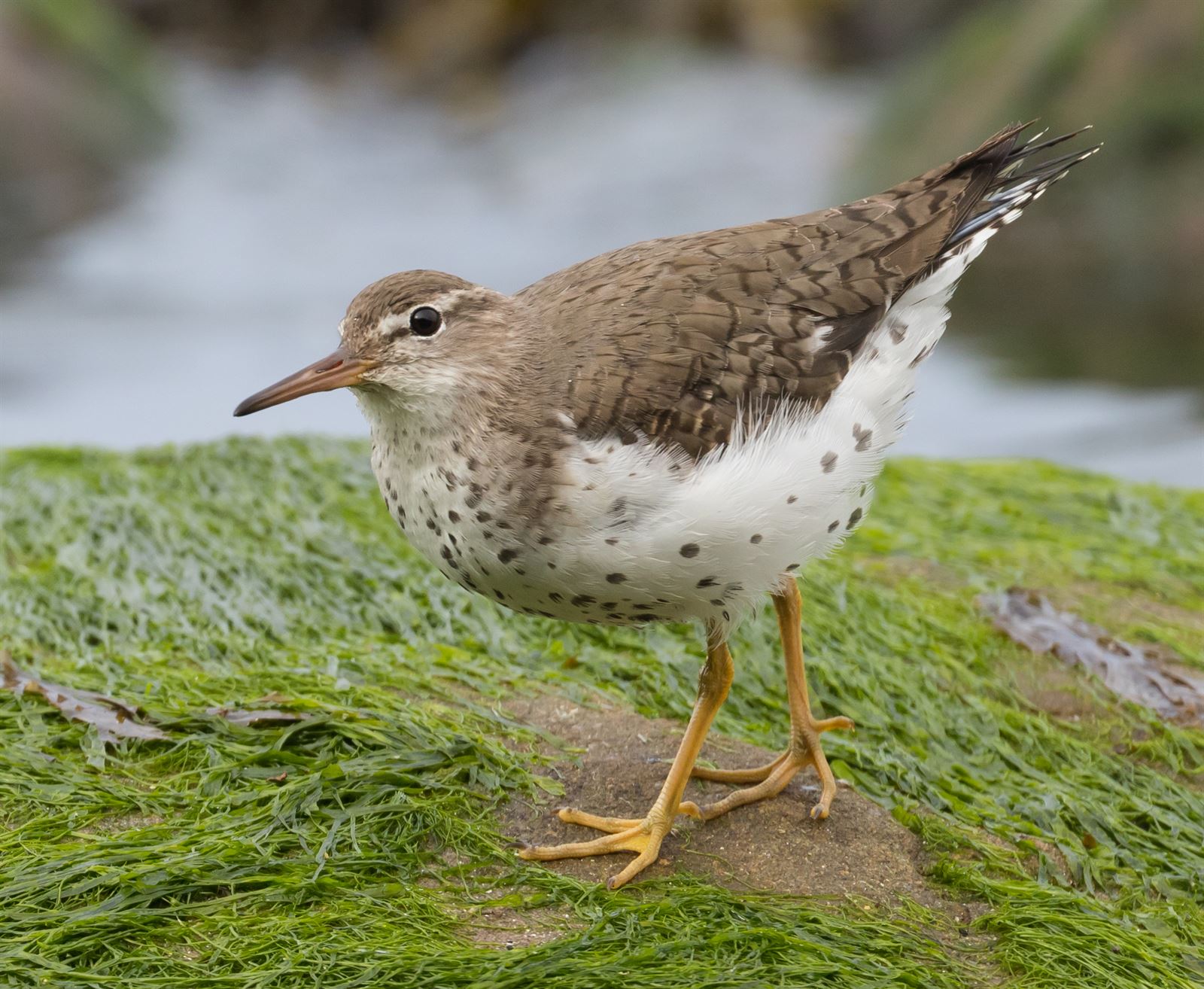 Spotted Sandpiper Update | Ayrshire Birding