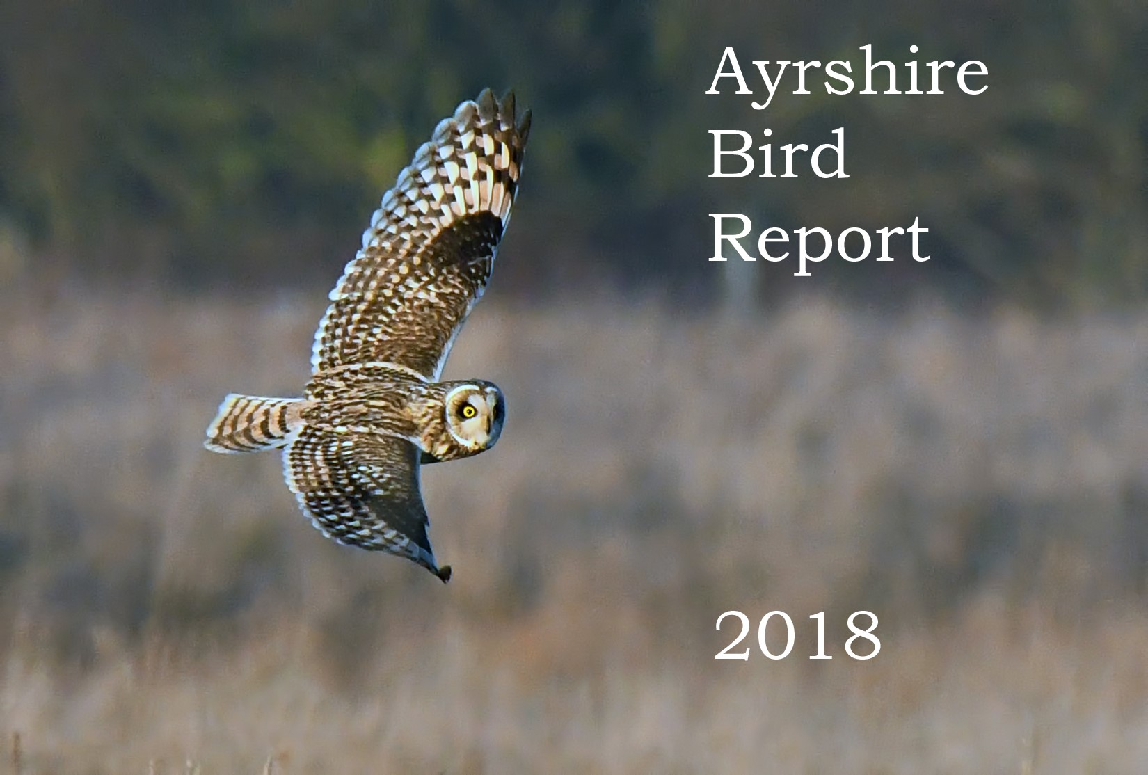 Bird Report | Ayrshire Birding