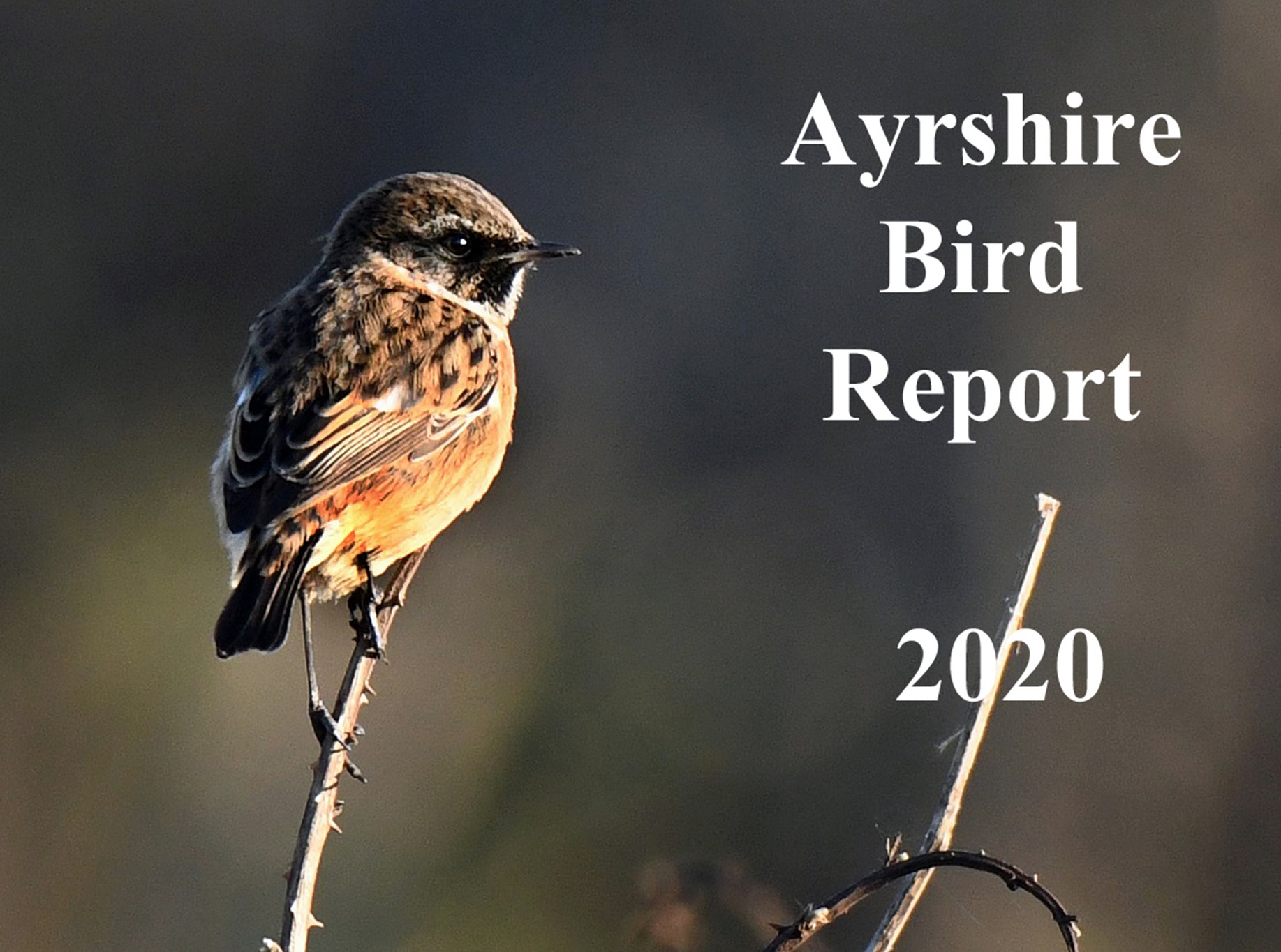 Bird Report | Ayrshire Birding